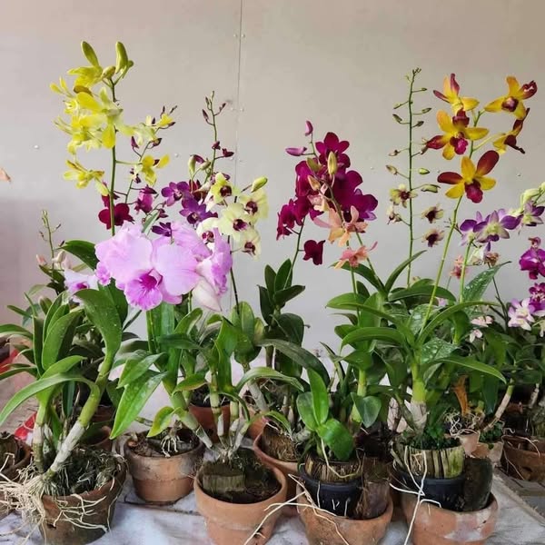 Cum se îngrijesc corect orhideele iarna - Jurnal de internet